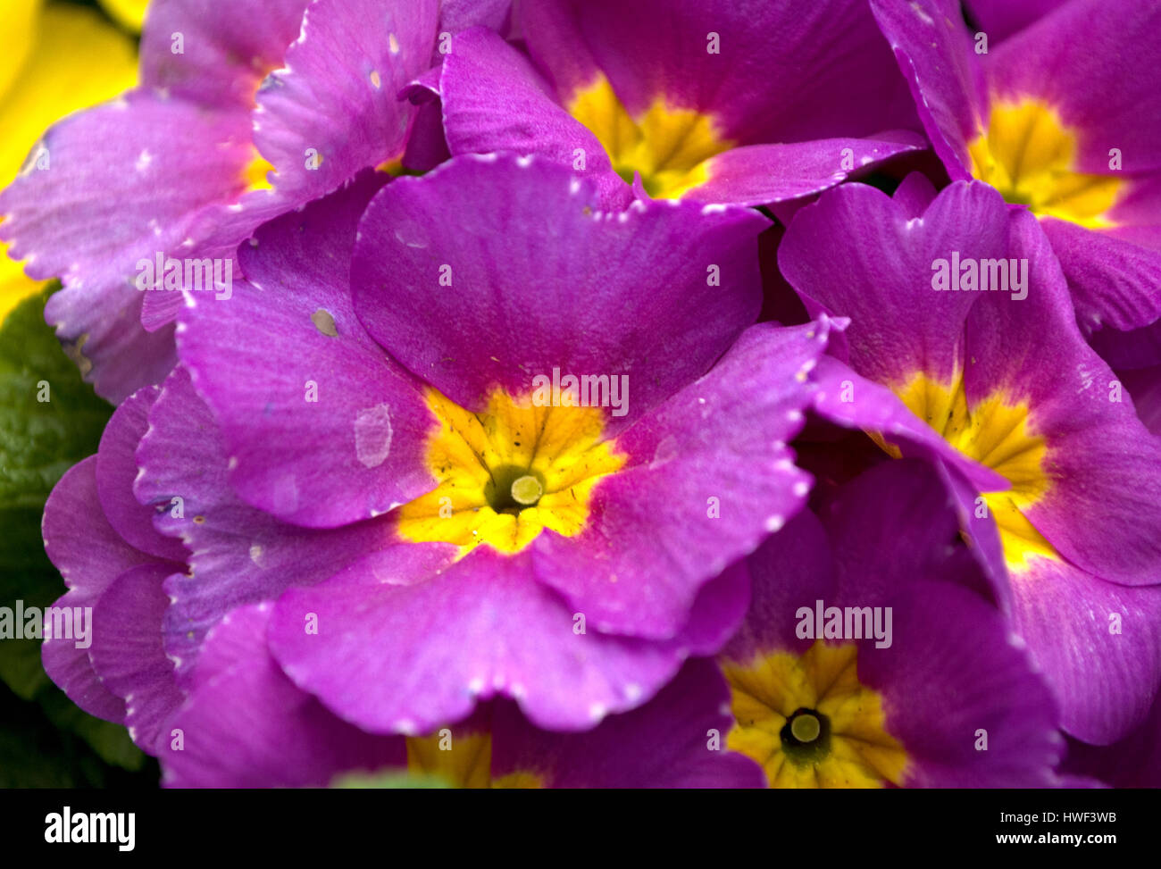 Double primrose colored paint, Latin name "Primula vulgaris" in the ...