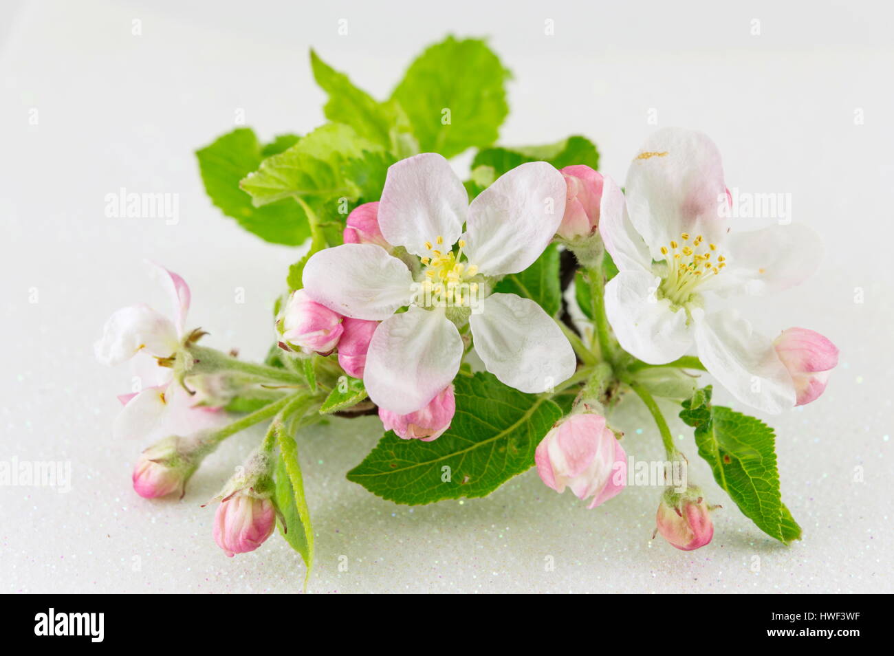 Apple fruit blossom flower with green leaves Stock Photo - Alamy