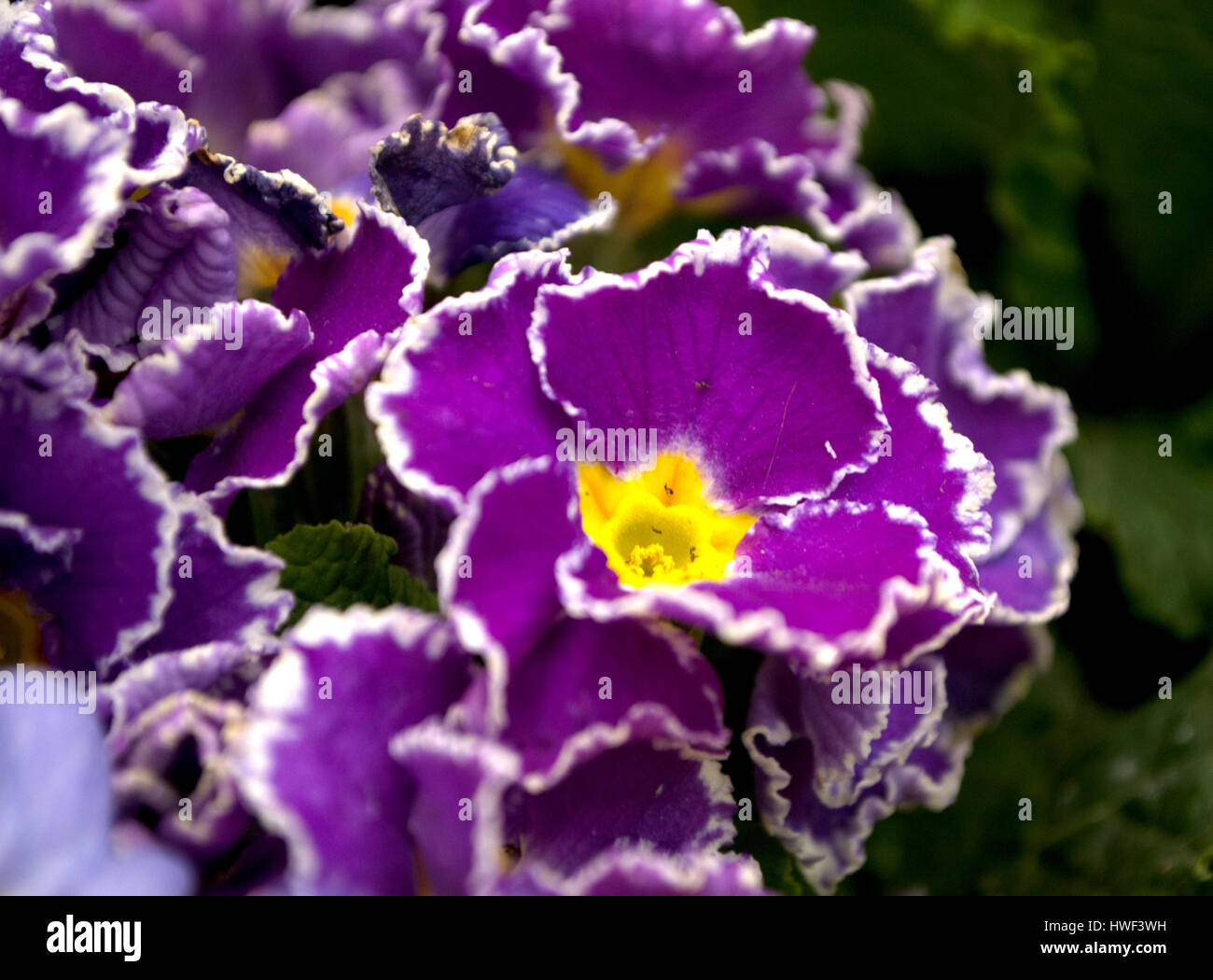 Double primrose colored paint, Latin name "Primula vulgaris" in the ...