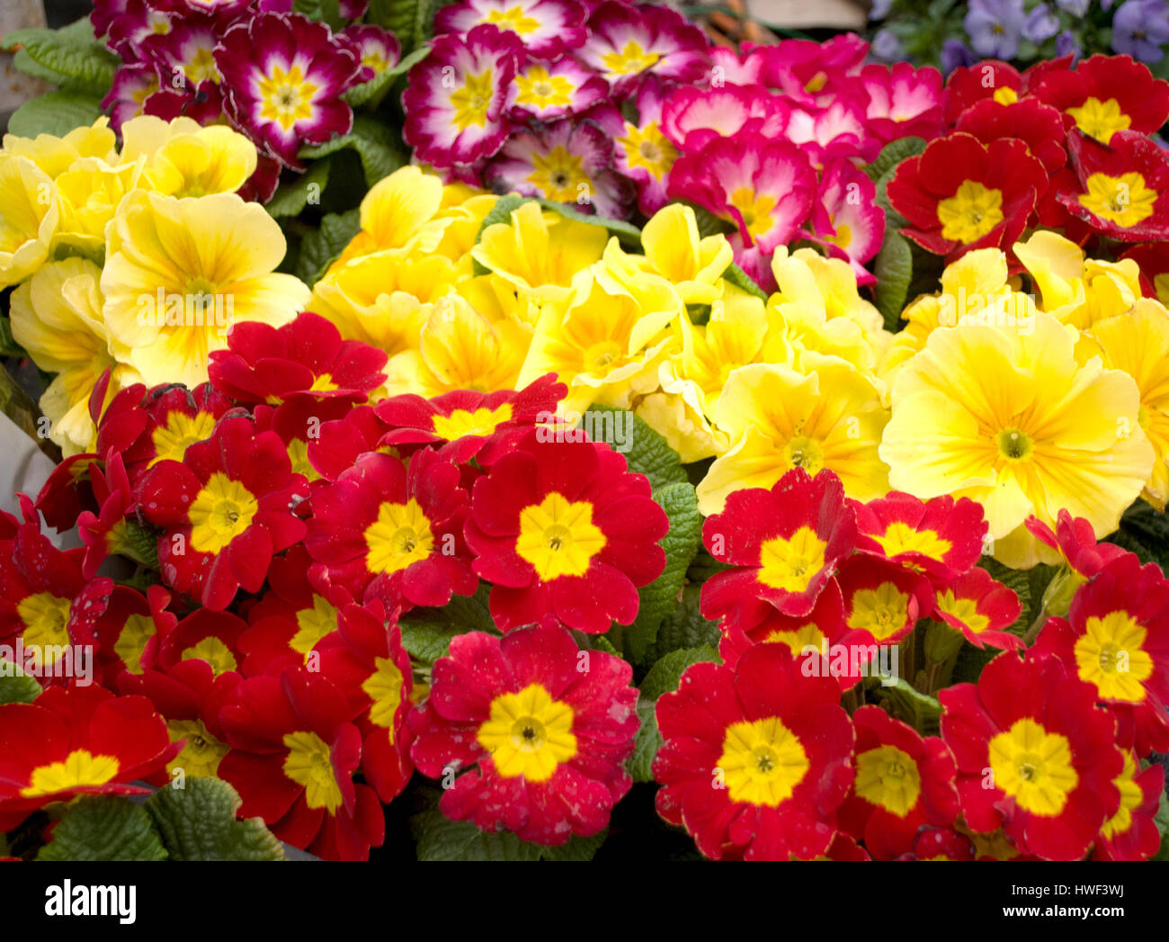 Double primrose colored paint, Latin name "Primula vulgaris" in the ...