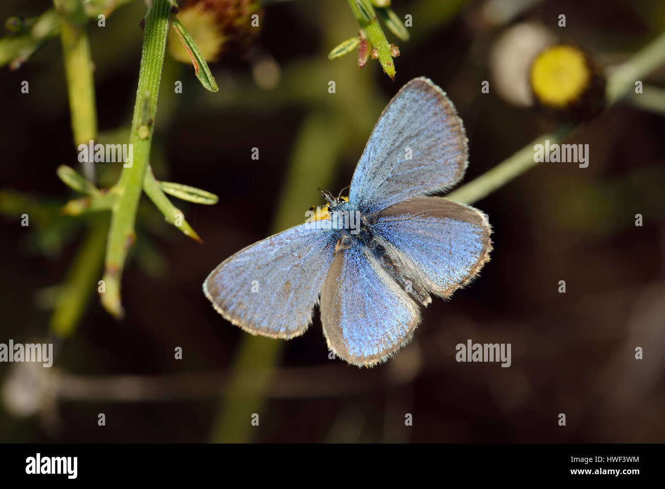 Paphos Blue - Glaucopsyche paphos Endemic Cyprus Butterfly on Phagnalon ...
