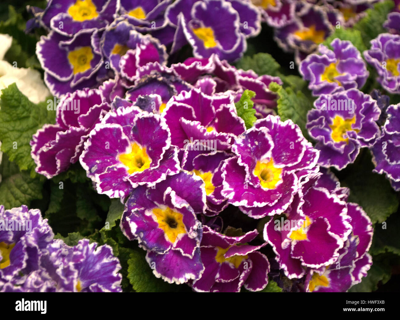 Double primrose colored paint, Latin name "Primula vulgaris" in the ...