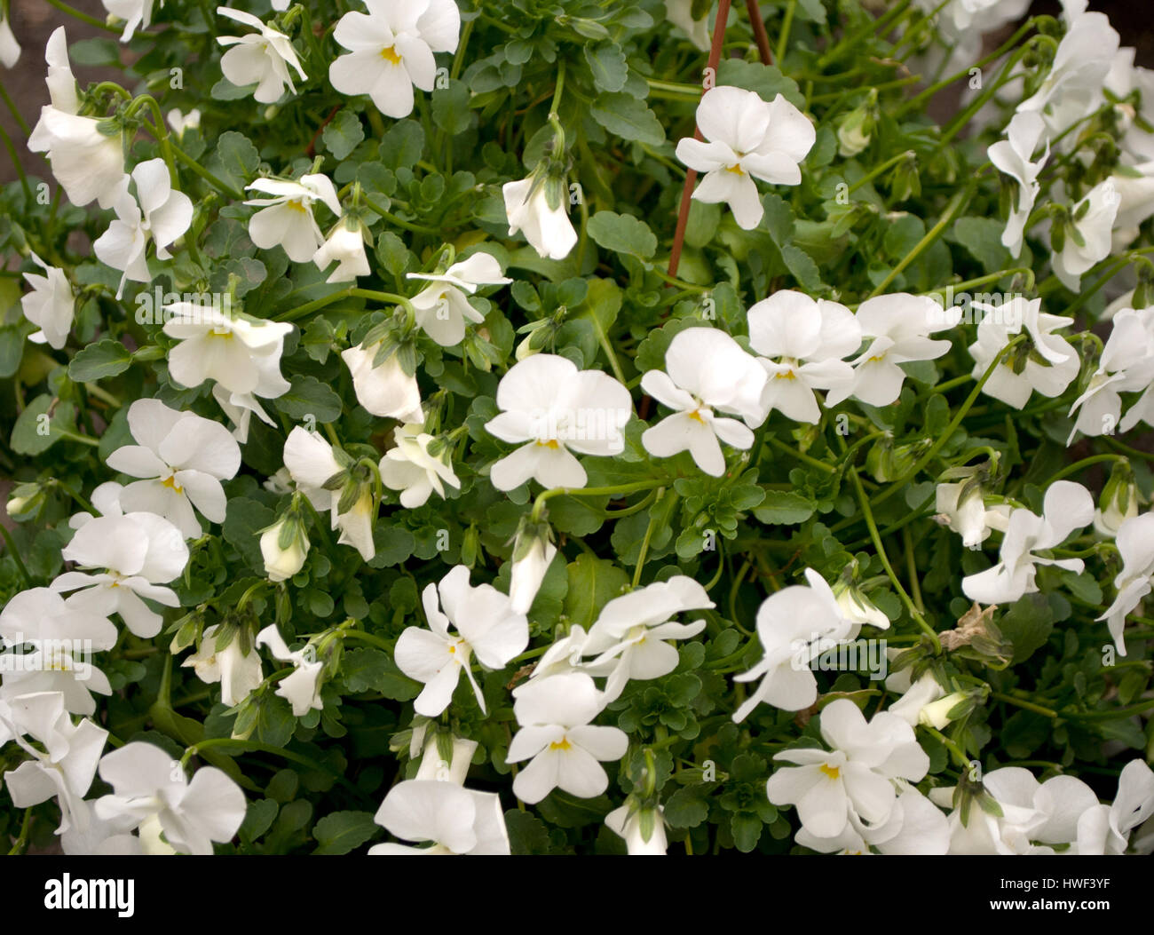 Several groveling and ordinary motley flowers day and night, the Latin ...