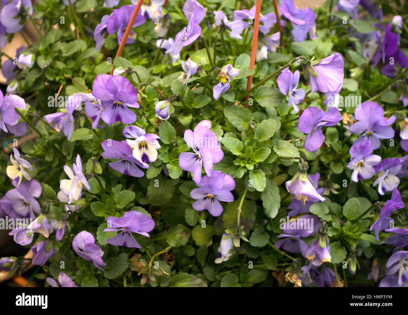 Several groveling and ordinary motley flowers day and night, the Latin ...