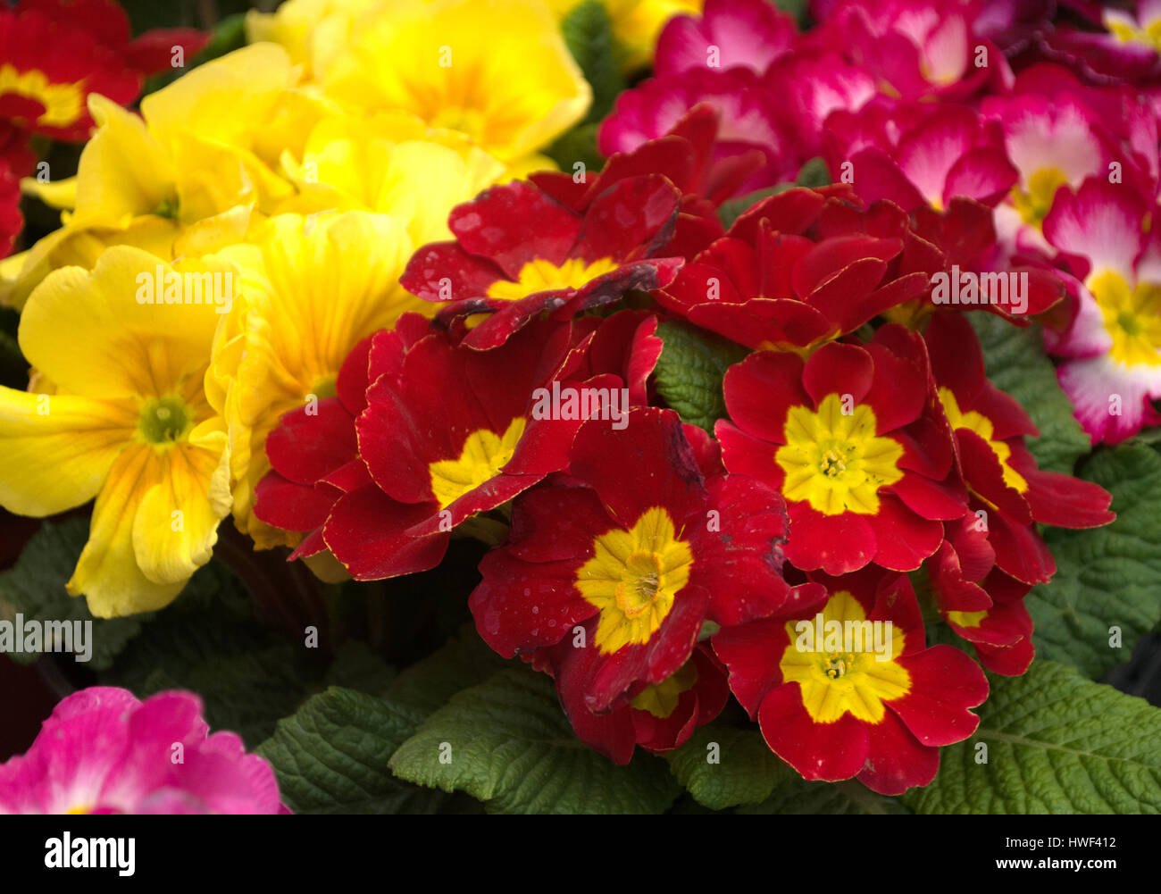 Double primrose colored paint, Latin name "Primula vulgaris" in the ...