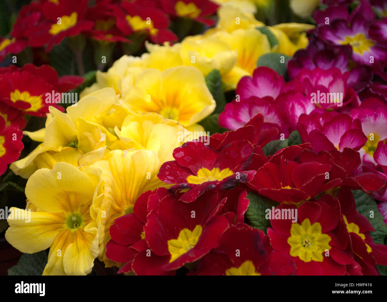 Double primrose colored paint, Latin name "Primula vulgaris" in the ...