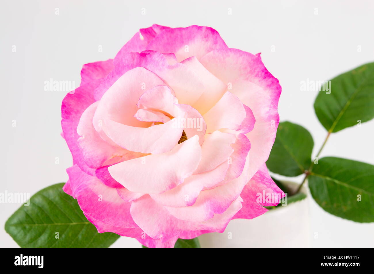 Two colors pink and white rose on white fabric Stock Photo - Alamy