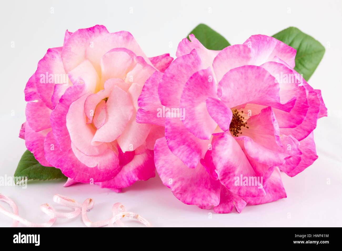 Two colors pink and white rose on white fabric Stock Photo - Alamy