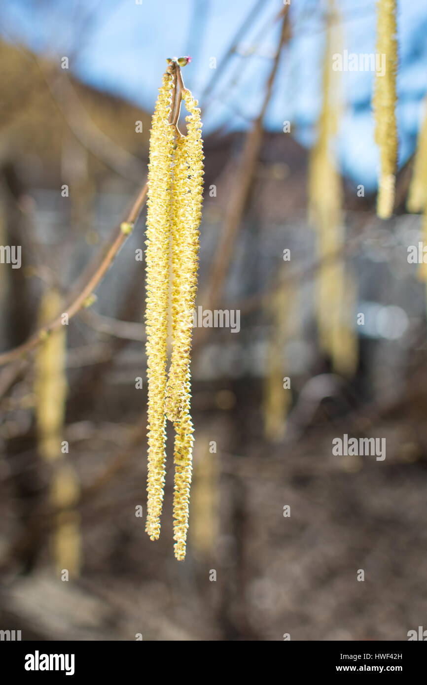 Hazelnut orchard in spring hi-res stock photography and images - Alamy