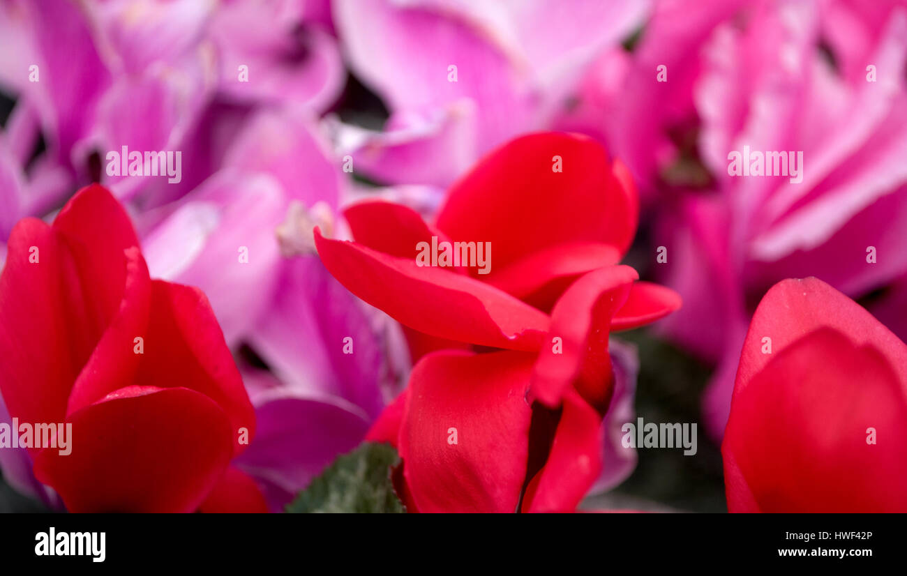 flower, flowers, nature, plant, garden, primrose, spring, primroses ...