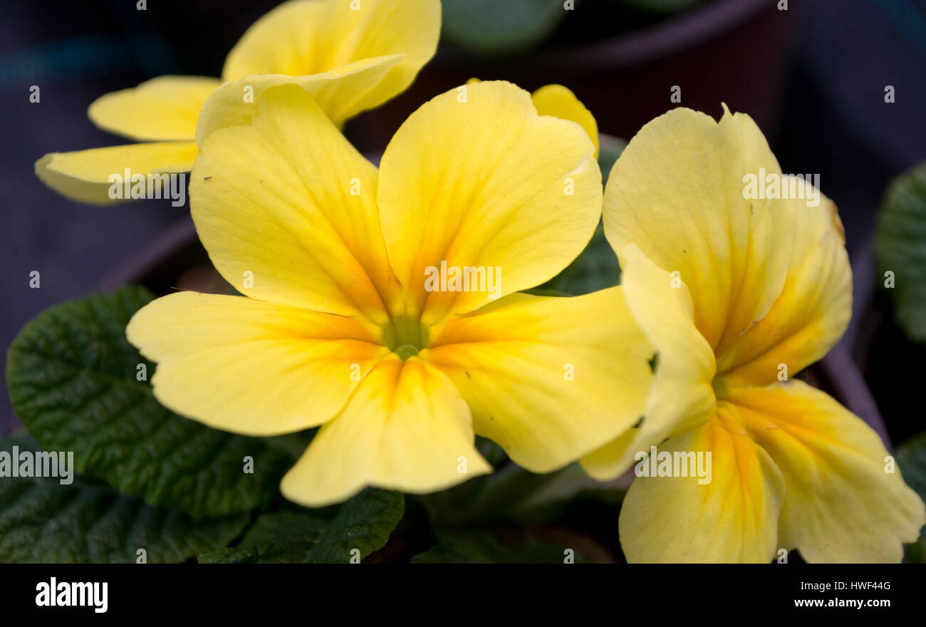 Double primrose colored paint, Latin name "Primula vulgaris" in the ...