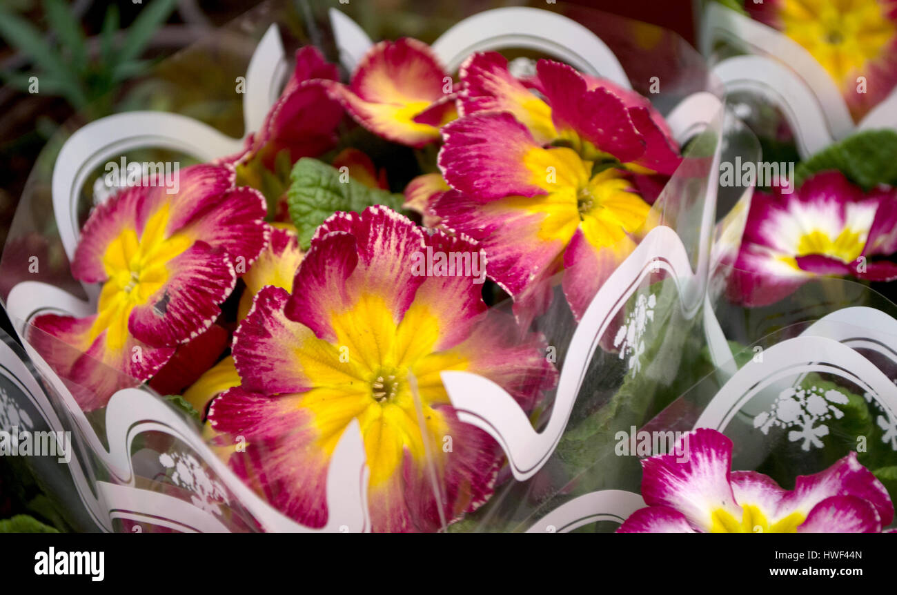 Double primrose colored paint, Latin name "Primula vulgaris" in the ...