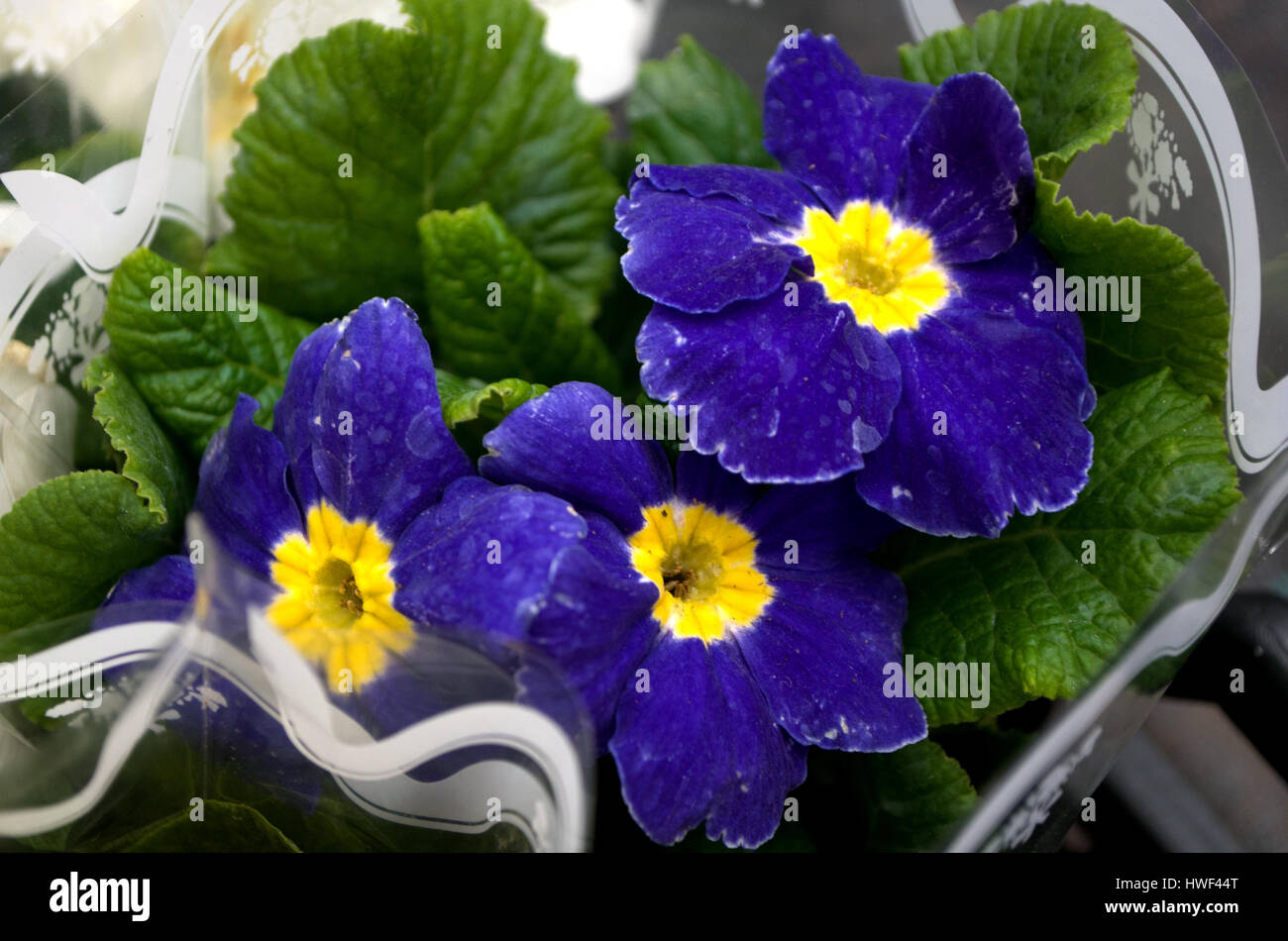Double primrose colored paint, Latin name "Primula vulgaris" in the ...