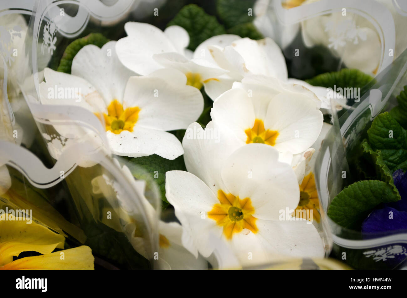 Double primrose colored paint, Latin name "Primula vulgaris" in the ...