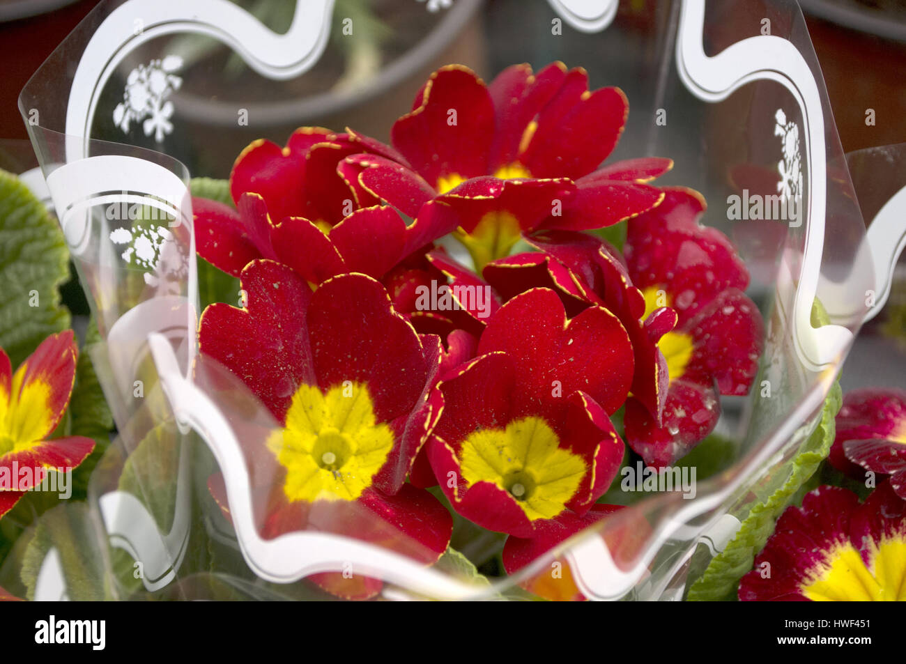 Double primrose colored paint, Latin name "Primula vulgaris" in the ...