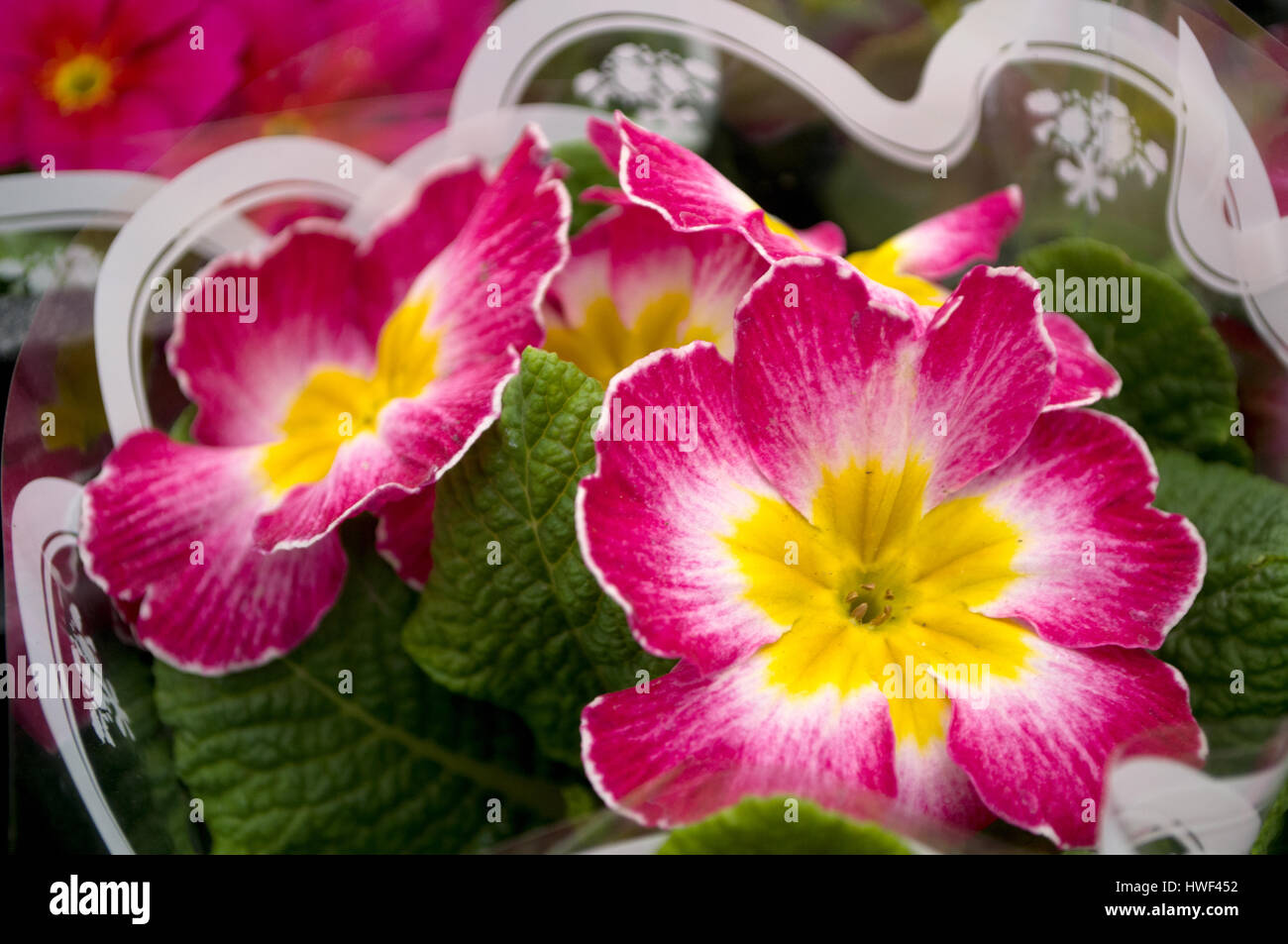 Double primrose colored paint, Latin name "Primula vulgaris" in the ...