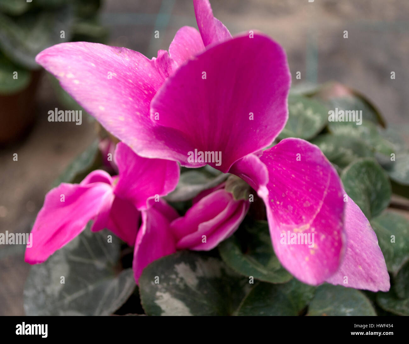 Pink cyclamen, Latin name "sicilium" in the greenhouse in Serbia Stock ...