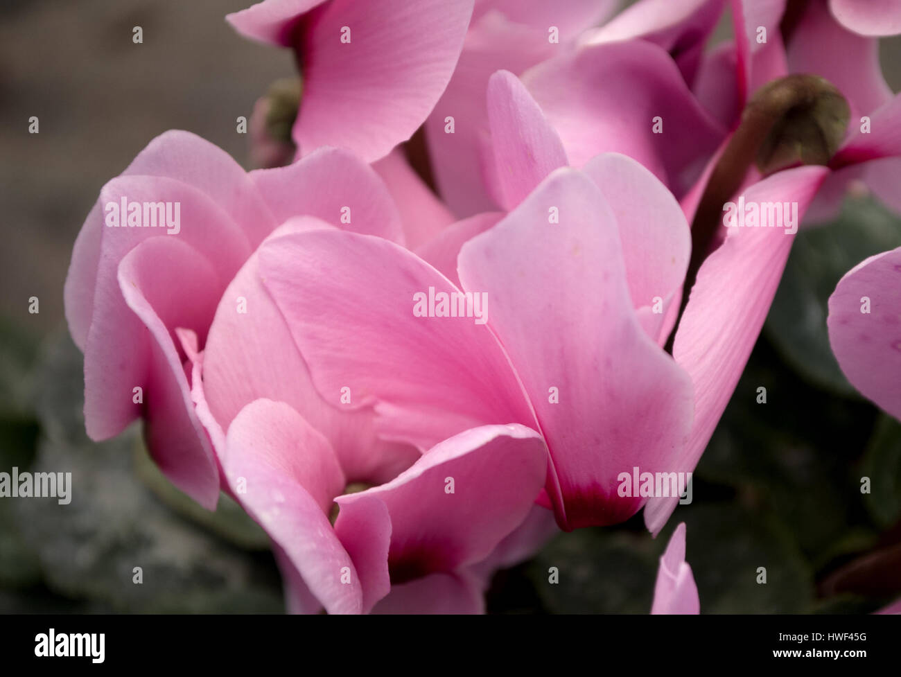 Sicilium hi-res stock photography and images - Alamy