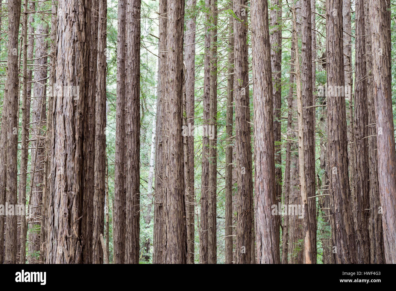 Redwood trees in muir woods hi-res stock photography and images - Alamy