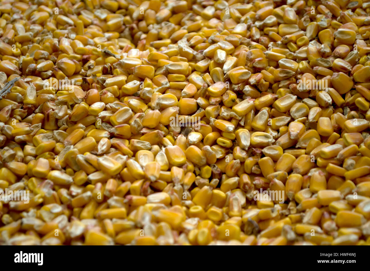 Large amounts of yellow maize widespread Stock Photo - Alamy