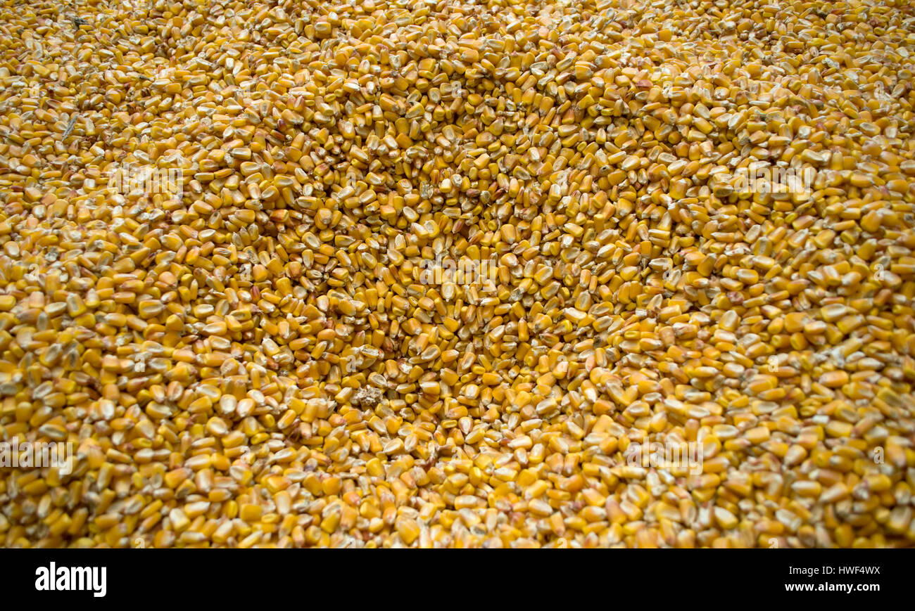 Large amounts of yellow maize widespread Stock Photo - Alamy