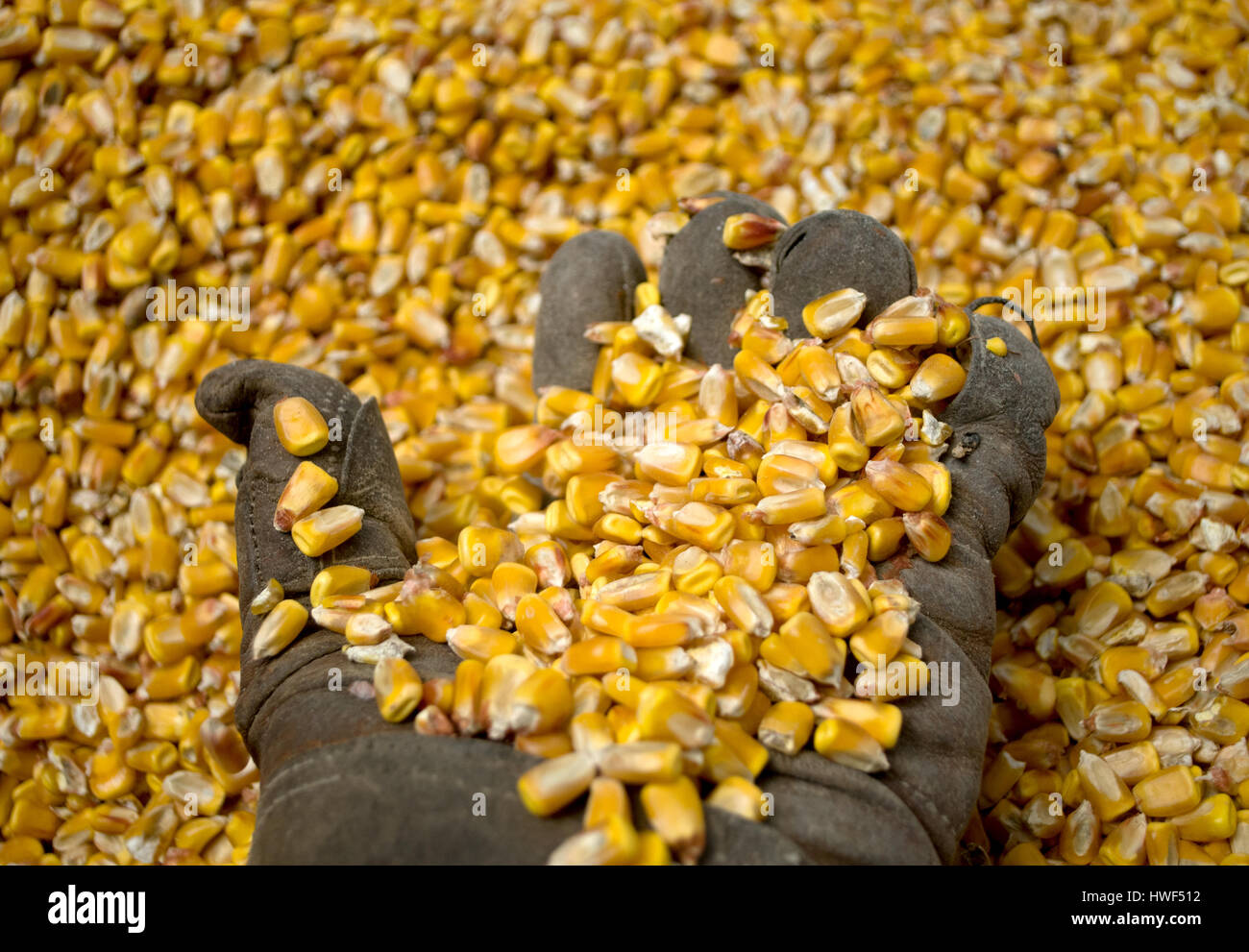 A man with an old glove holds a grain of corn in the background Stock ...