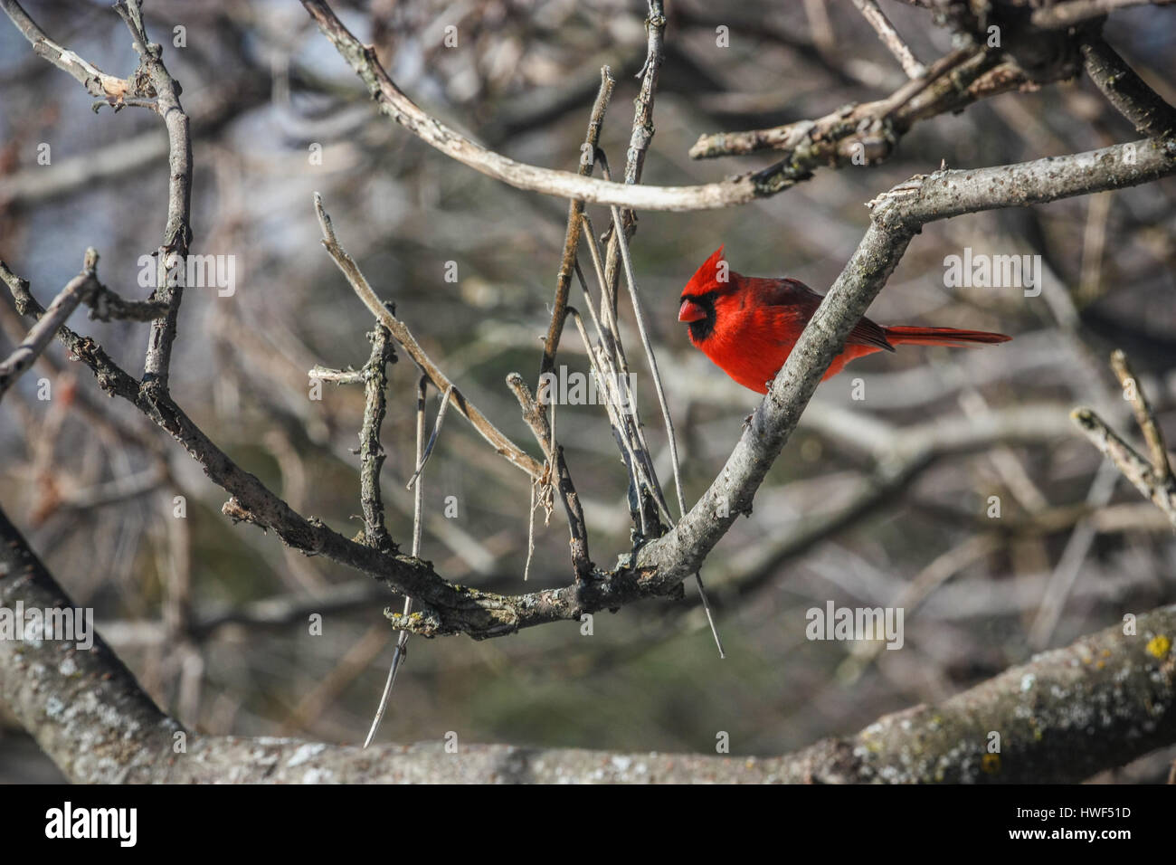 red cardinal birds on a tree Stock Photo - Alamy