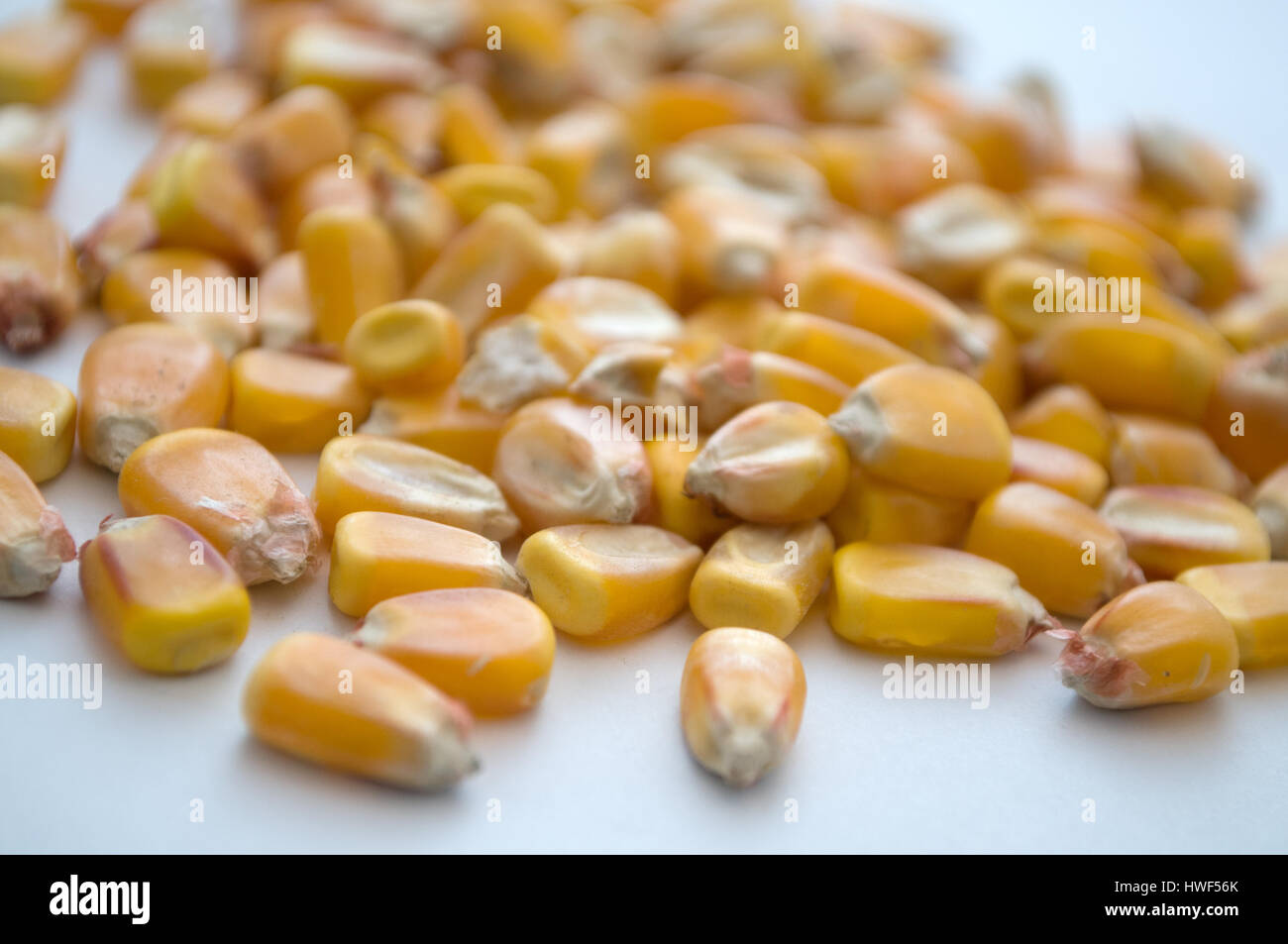 Healthy ecological corn on a white background Stock Photo - Alamy
