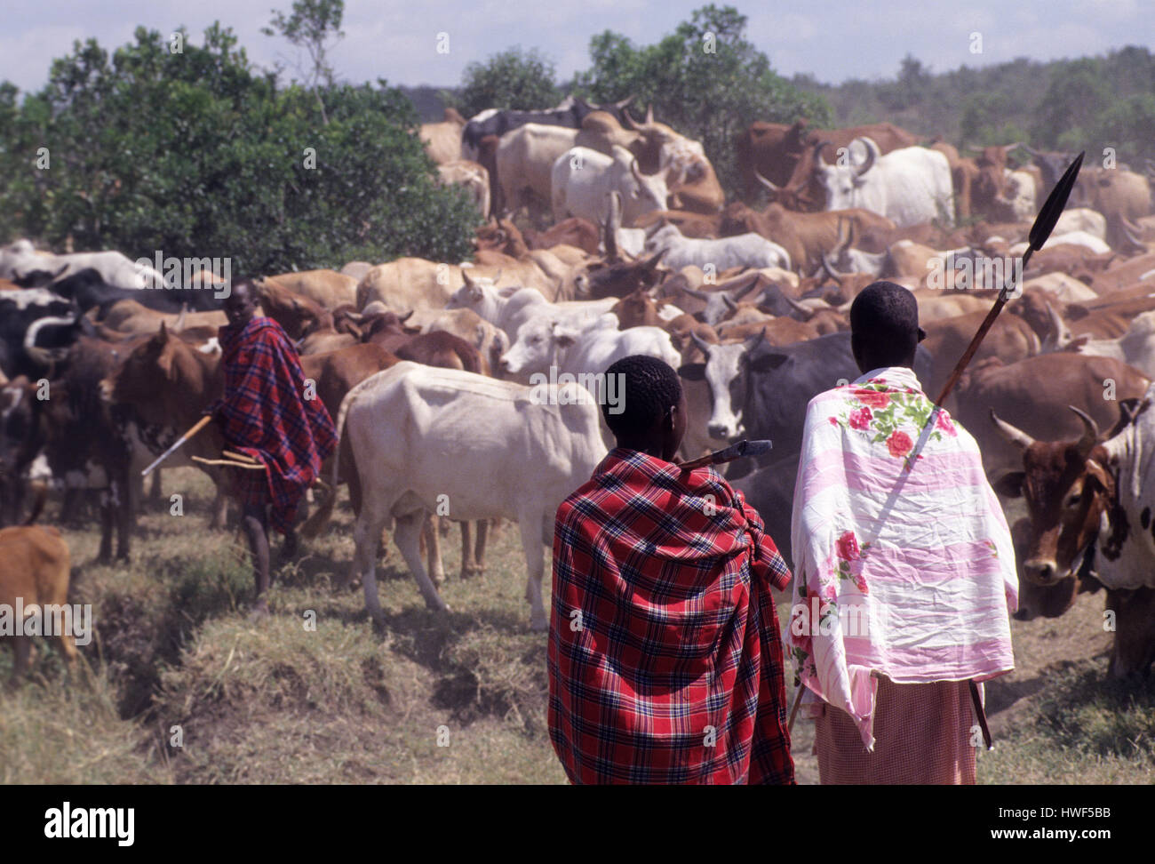 Kenya cattle market hi-res stock photography and images - Alamy