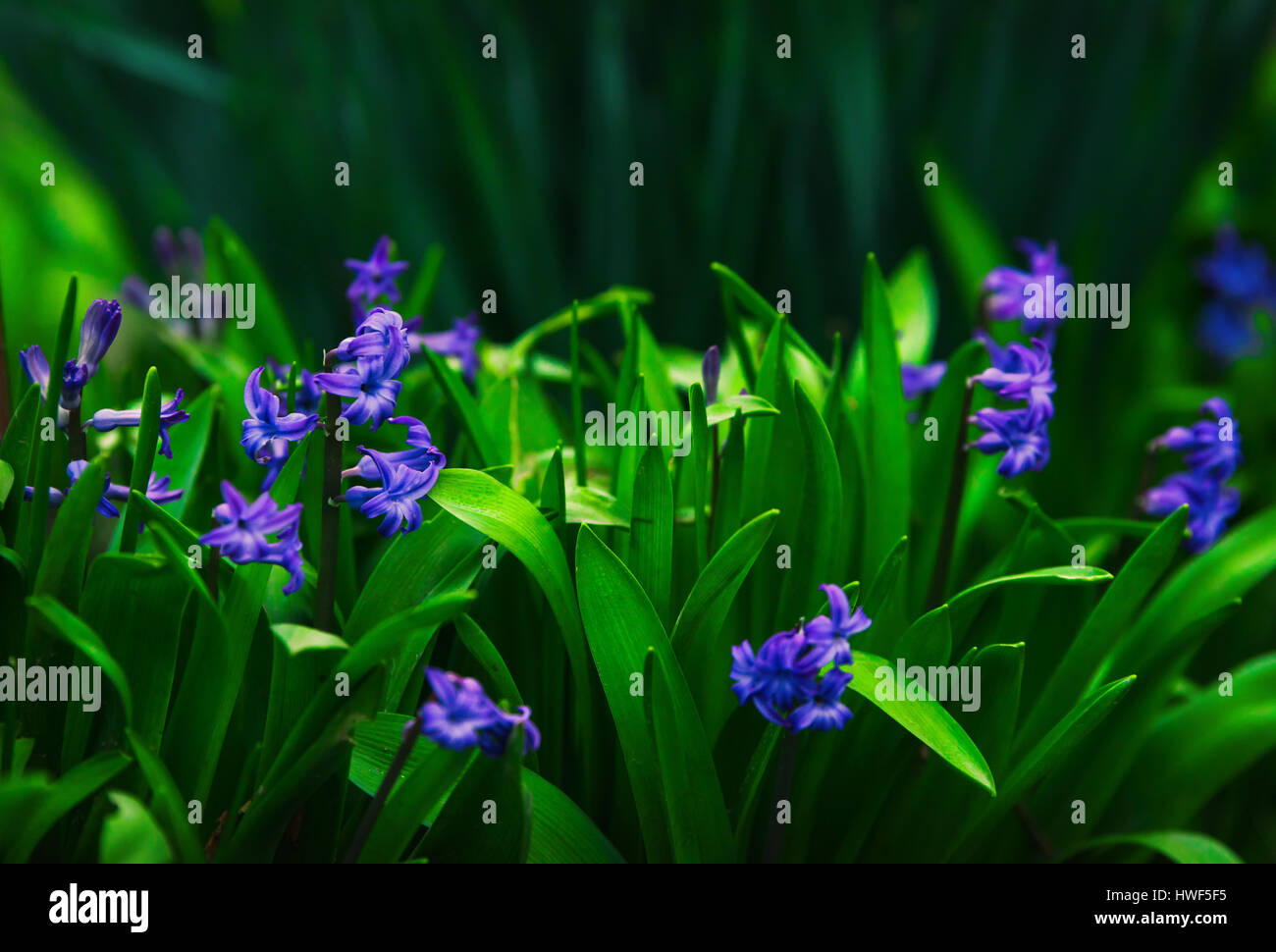 Blue hyacinth garden hi-res stock photography and images - Alamy