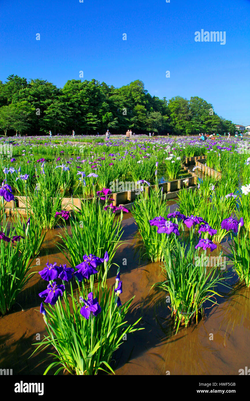 Japanese Iris Gardens at Kitayama Park Higashimurayama city Tokyo Japan ...