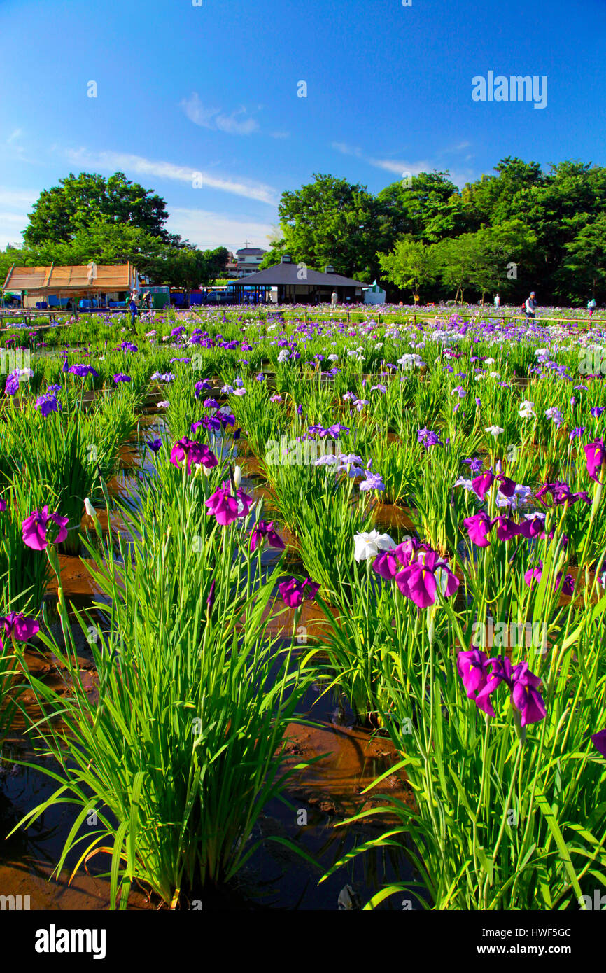 Japanese Iris Gardens at Kitayama Park Higashimurayama city Tokyo Japan ...