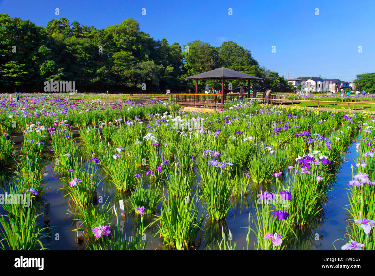 Japanese Iris Gardens at Kitayama Park Higashimurayama city Tokyo Japan ...