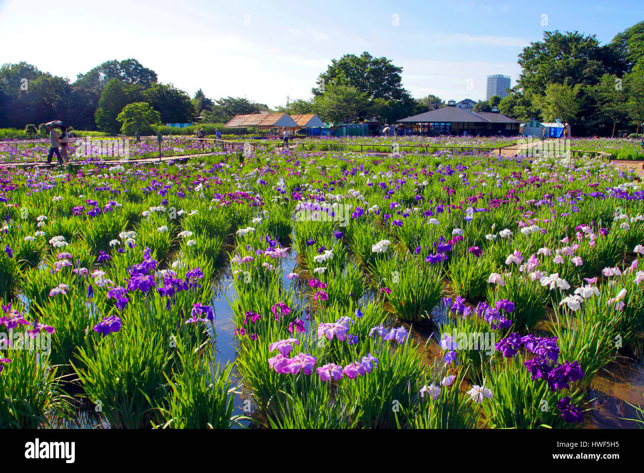 Japanese Iris Gardens at Kitayama Park Higashimurayama city Tokyo Japan ...