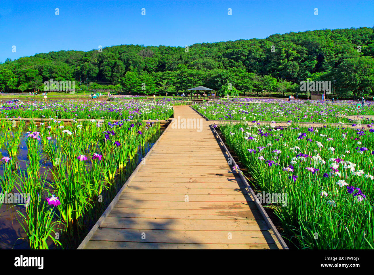 Japanese Iris Gardens at Kitayama Park Higashimurayama city Tokyo Japan ...