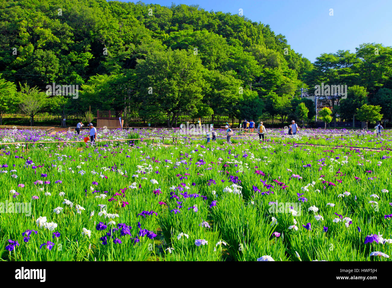 Japanese Iris Gardens at Kitayama Park Higashimurayama city Tokyo Japan ...
