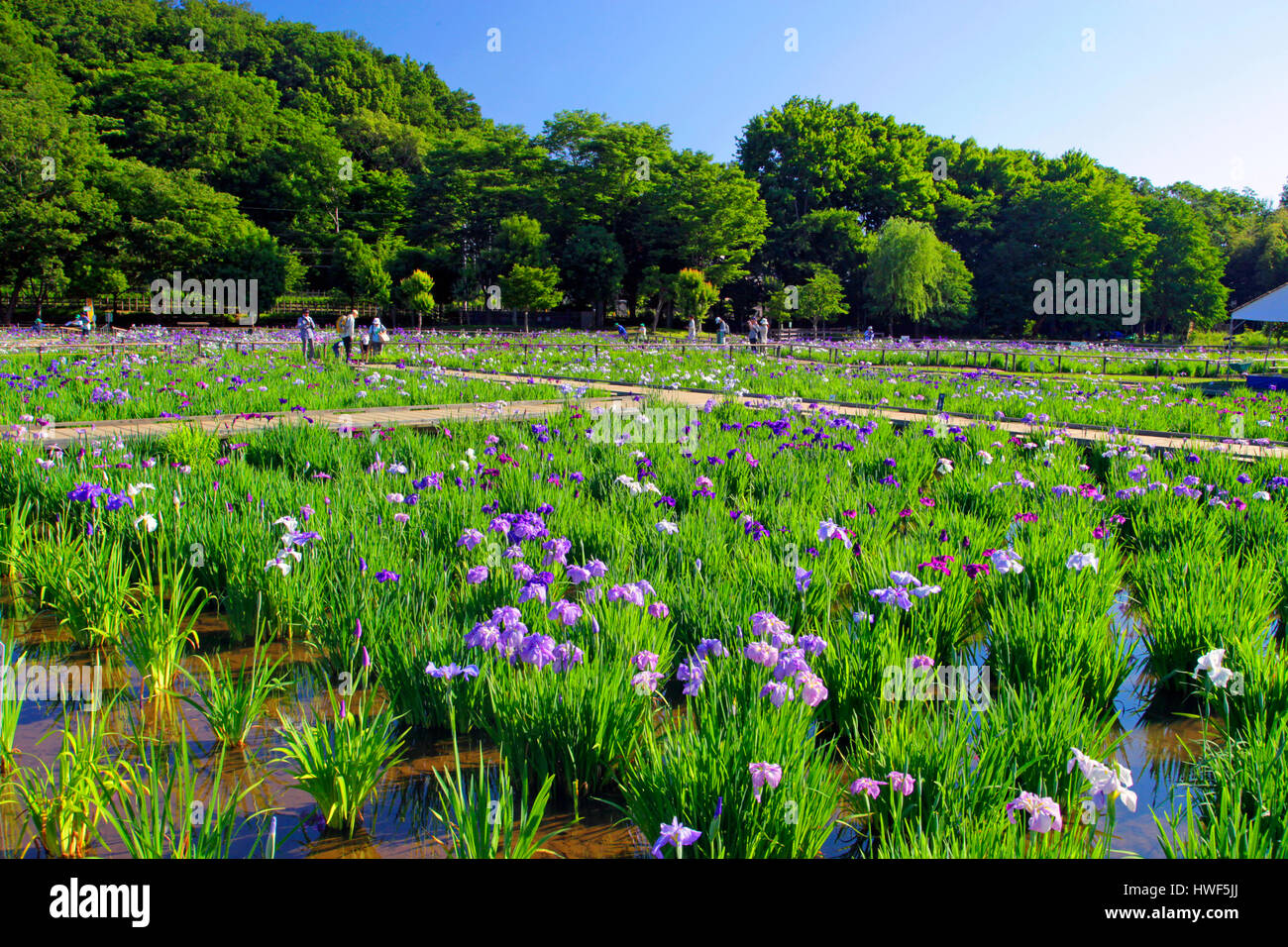 Kitayama hi-res stock photography and images - Alamy