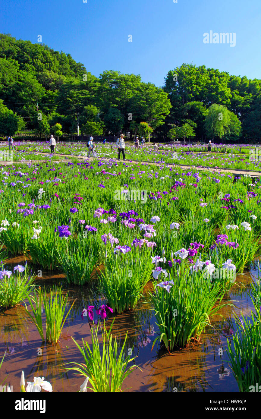 Japanese Iris Gardens at Kitayama Park Higashimurayama city Tokyo Japan ...