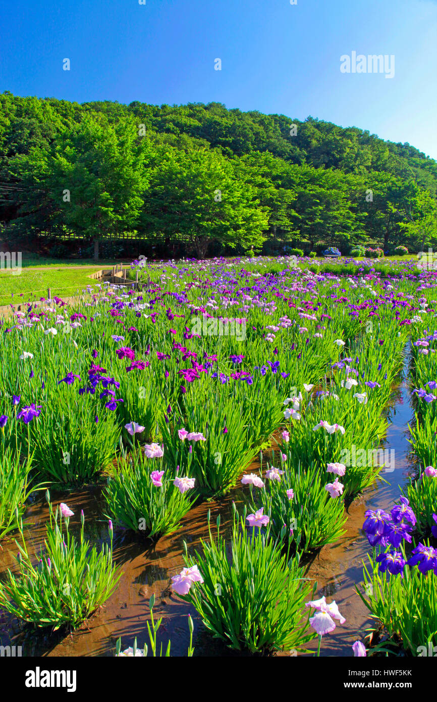 Japanese Iris Gardens at Kitayama Park Higashimurayama city Tokyo Japan ...