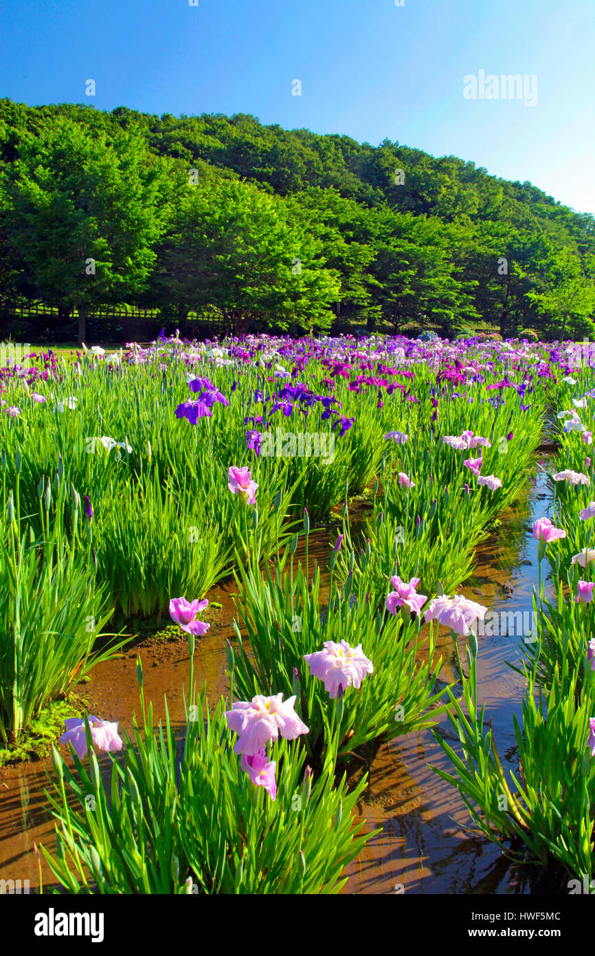 Japanese Iris Gardens at Kitayama Park Higashimurayama city Tokyo Japan ...