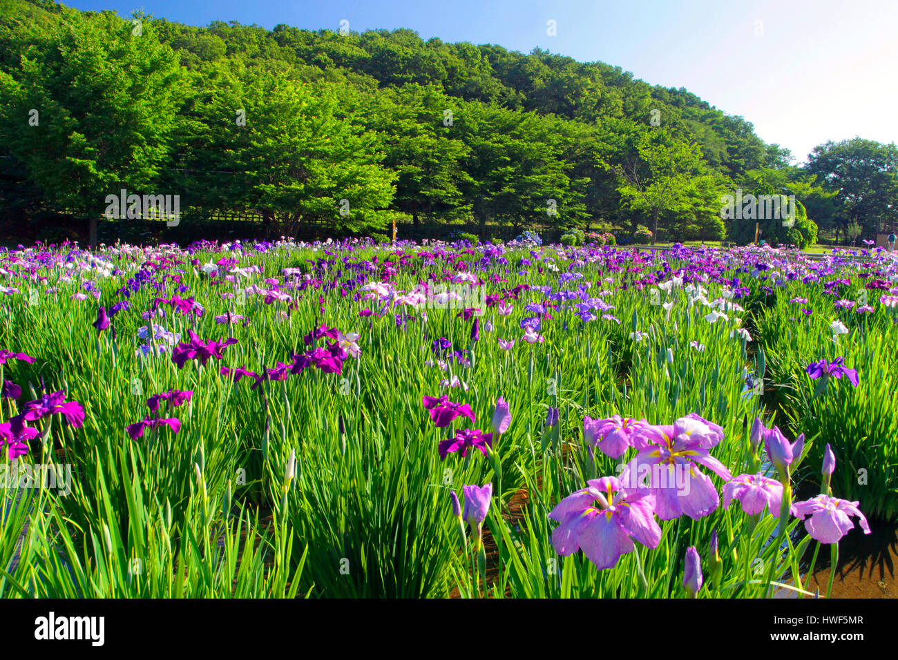 Japanese Iris Gardens at Kitayama Park Higashimurayama city Tokyo Japan ...