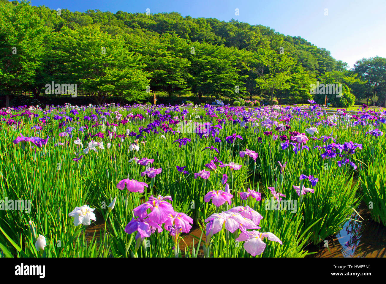 Japanese Iris Gardens at Kitayama Park Higashimurayama city Tokyo Japan ...