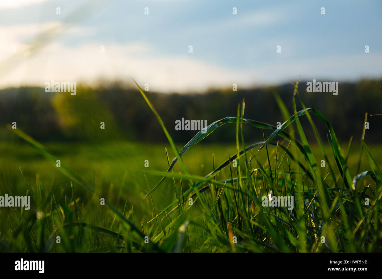 Green grass at ground level shot with a wide angle lens Stock Photo - Alamy