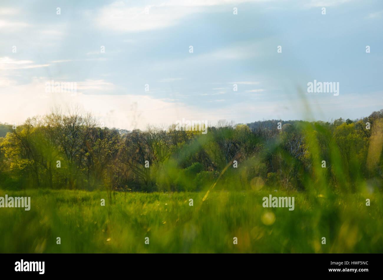 Green grass at ground level shot with a wide angle lens. The grass is ...