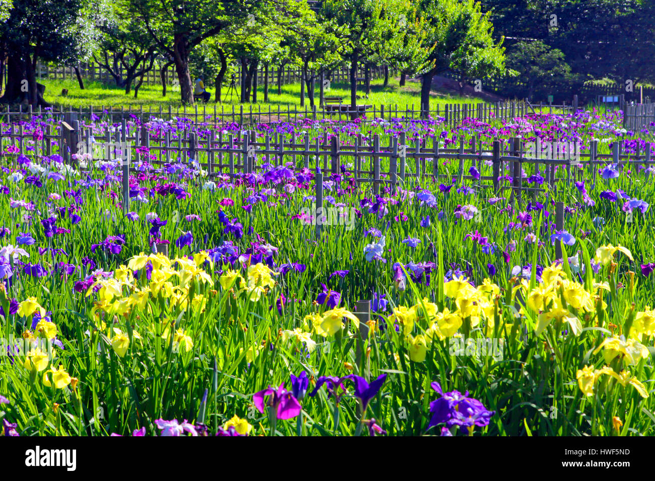 Japanese Iris Gardens at Kitayama Park Higashimurayama city Tokyo Japan ...