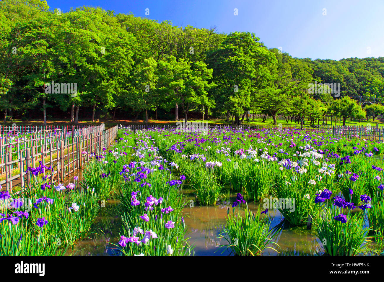 Japanese Iris Gardens at Kitayama Park Higashimurayama city Tokyo Japan ...