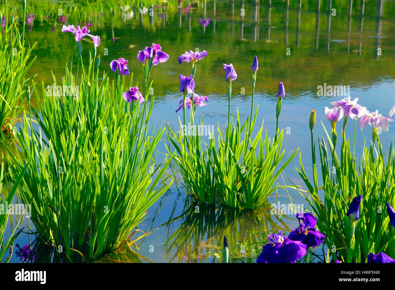 Japanese Iris Gardens at Kitayama Park Higashimurayama city Tokyo Japan ...
