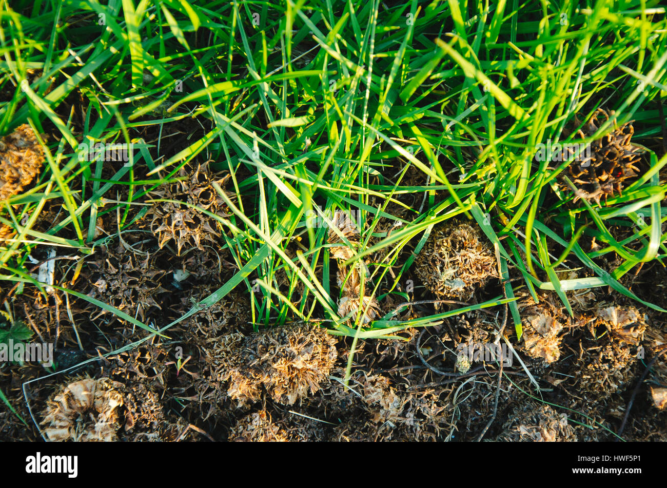 Looking down at green grass with debris off of a tree Stock Photo - Alamy
