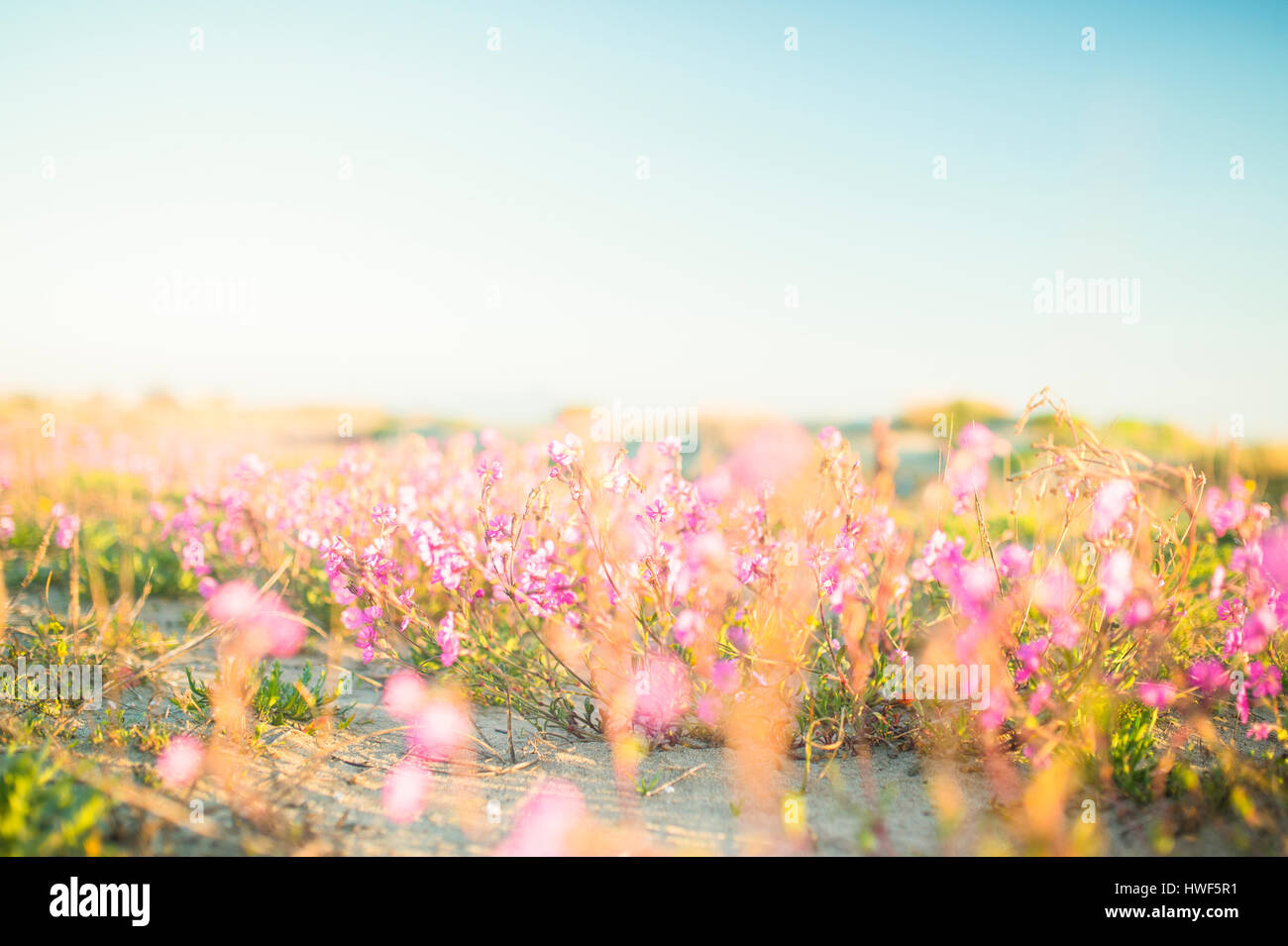 Pink flowers on the beach at sunset Stock Photo - Alamy