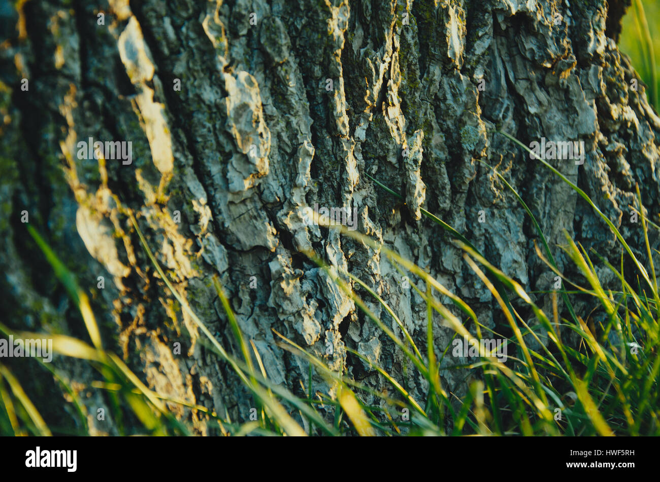 Texture of tree bark with some grass in the bottom of the picture Stock ...